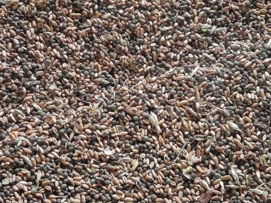 Вика+пшеница