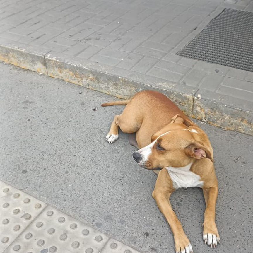 Собака в надёжные руки