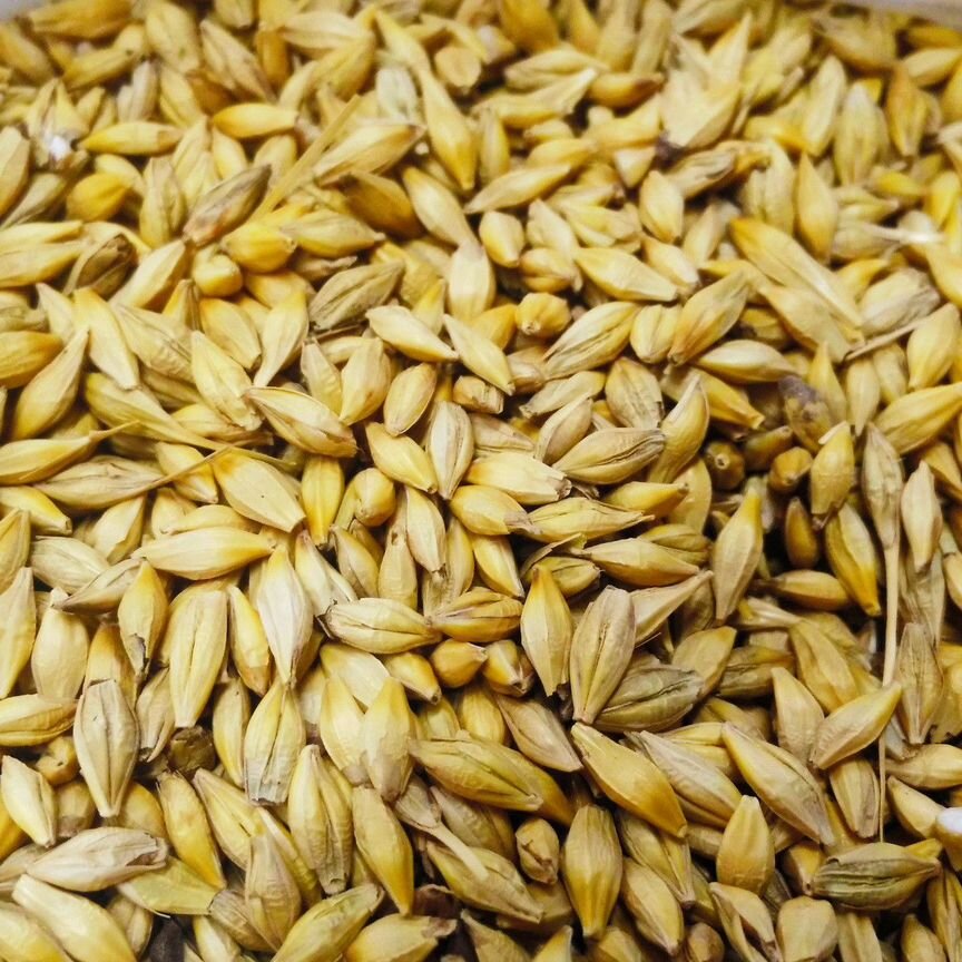 Продам пшеницу,ячмень