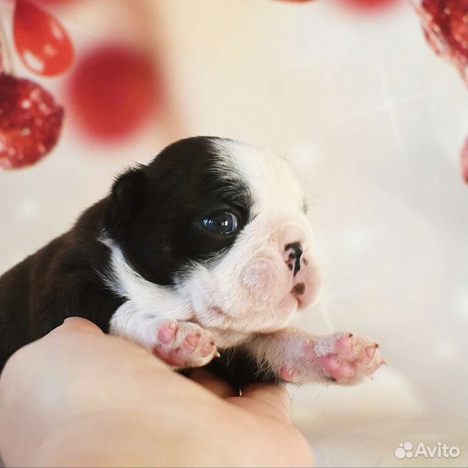 Бостоночка