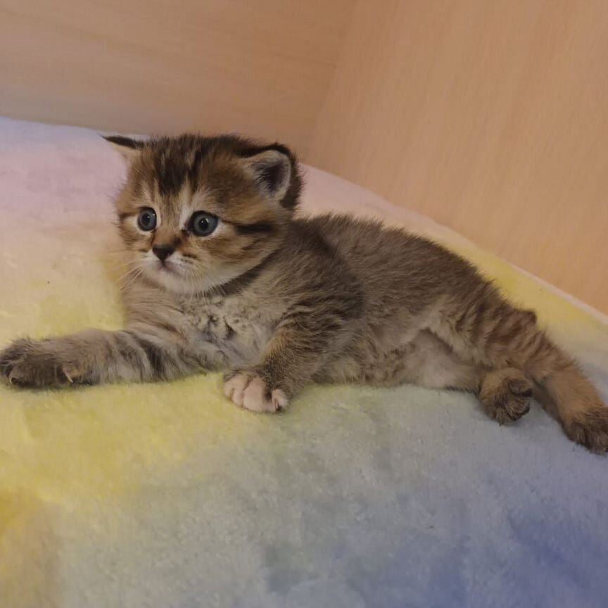 Британские котята