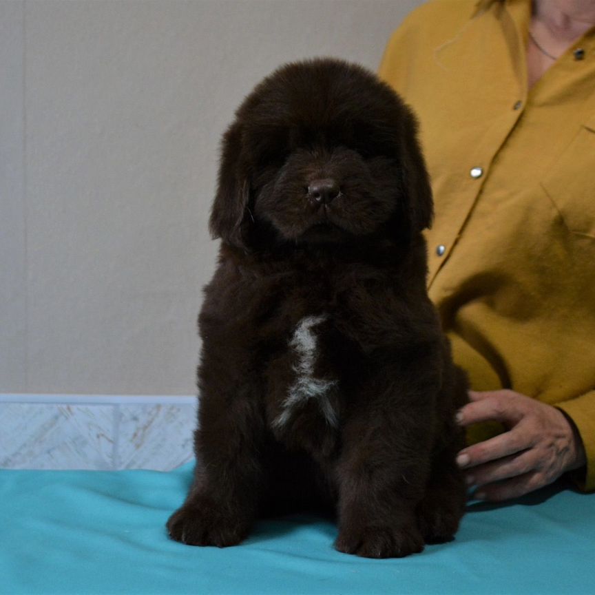 Ньюфаундленд