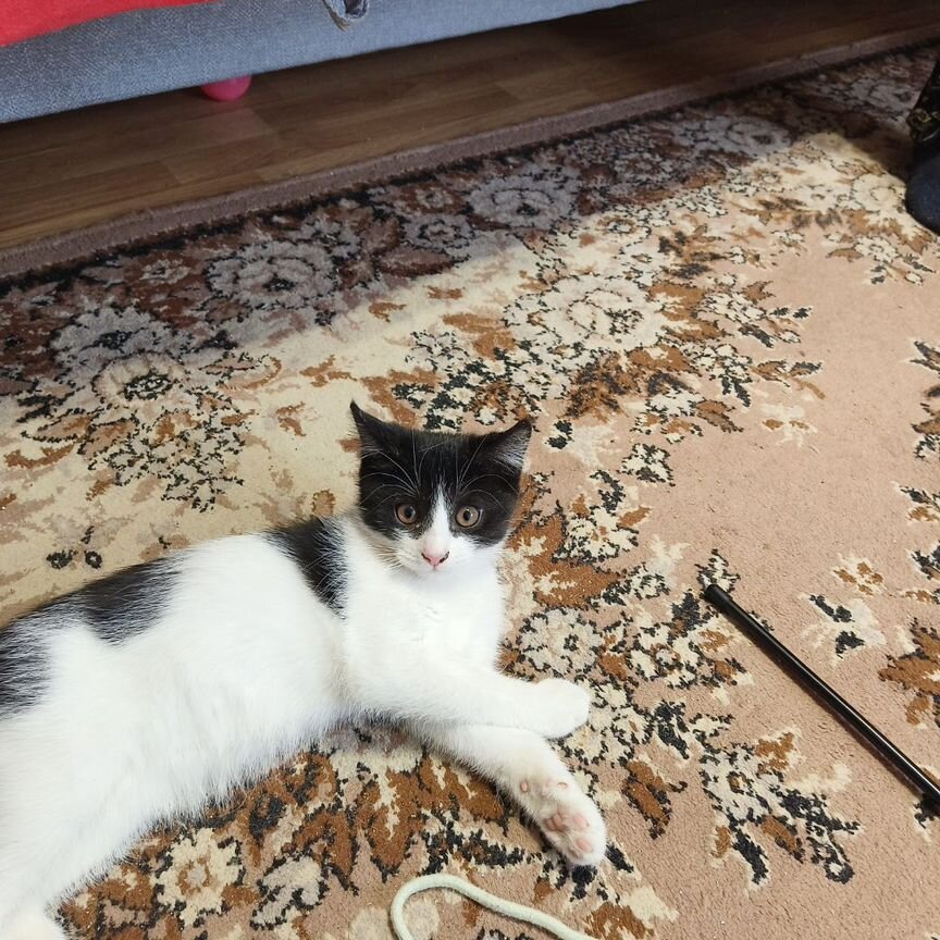 Котенок, мальчик, 3мес