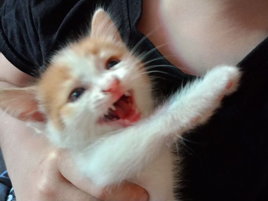 Котята в добрые руки бесплатно