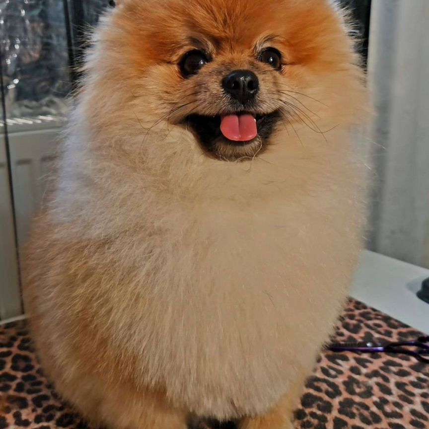 Померанский шпиц