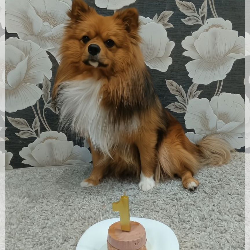 Немецкий шпиц, взрослый пёс