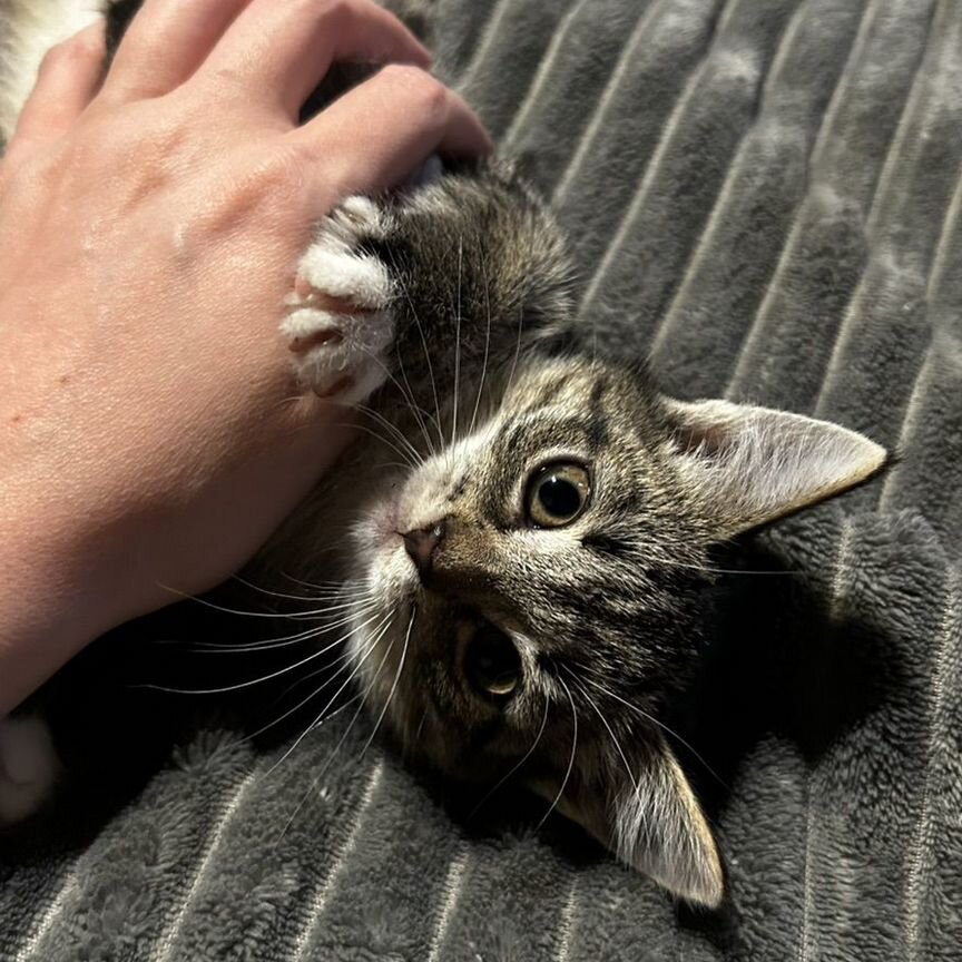 Котёнок в добрые руки