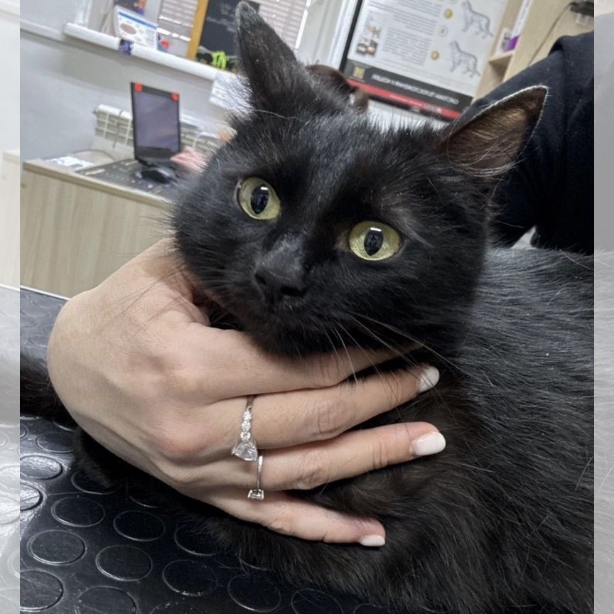 Взрослая, кошка в добрые руки