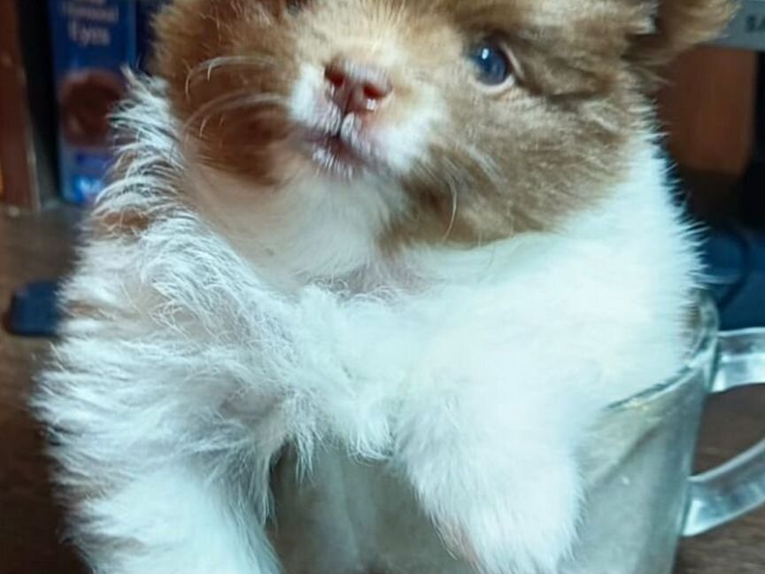 Шпиц патиколор девочка