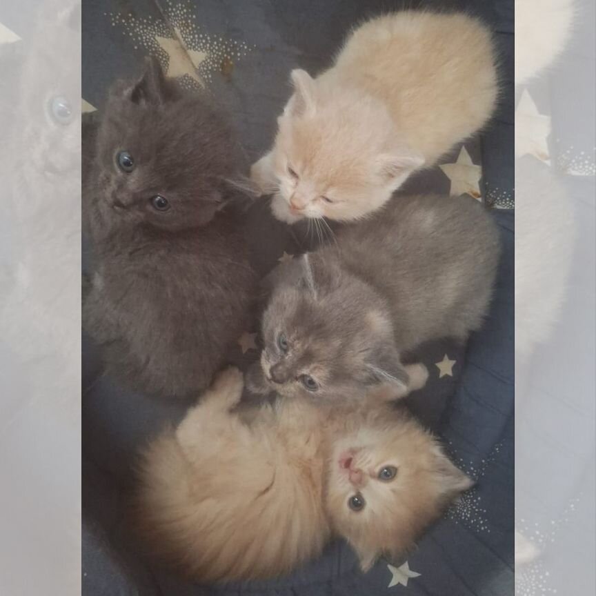 Котята в поиске дома и заботливых мам/пап