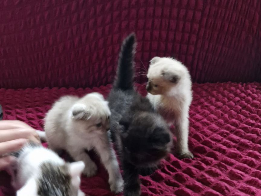 Котята в добрые руки бесплатно