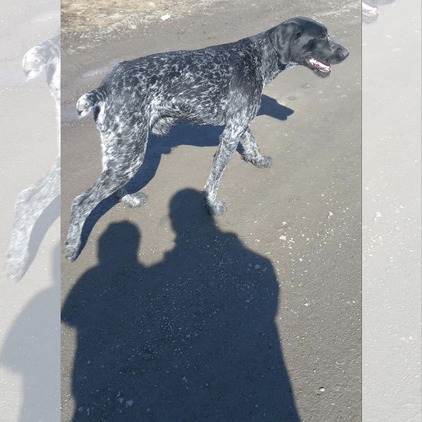 Курцхаар, щенок