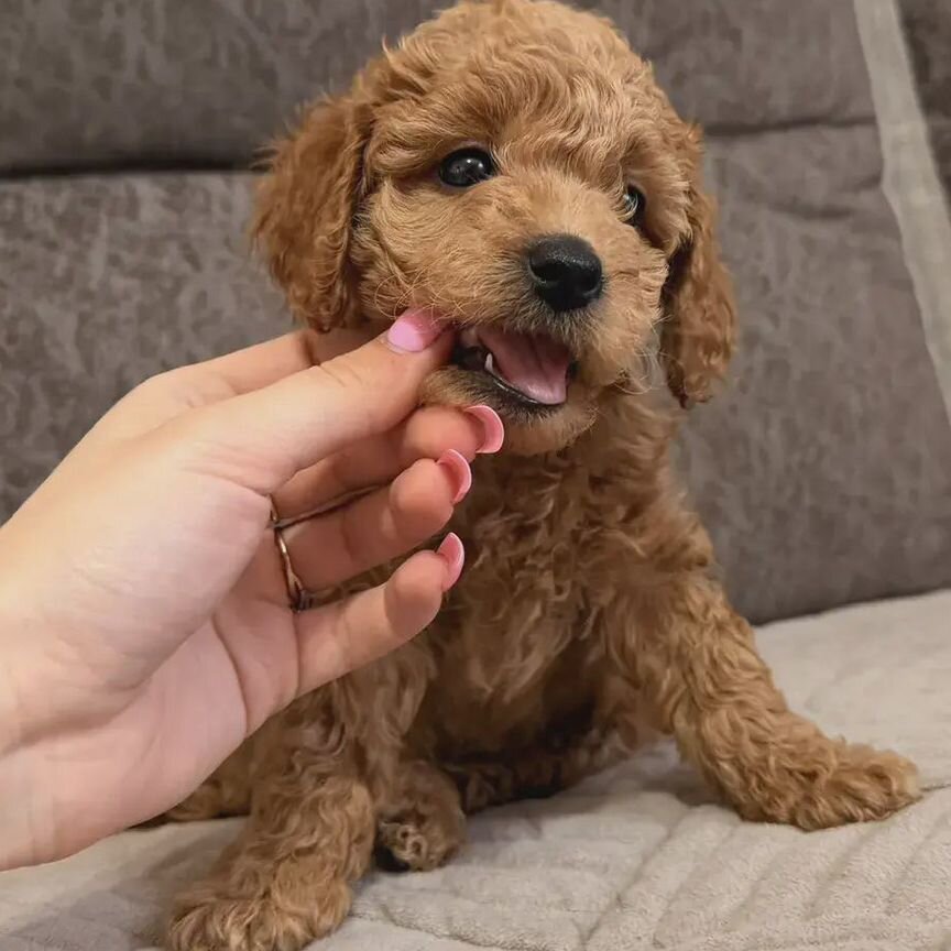 Мальтипу, щенок