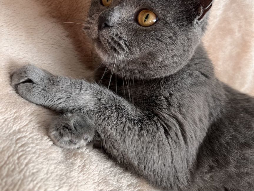 Кошечка ищет дом