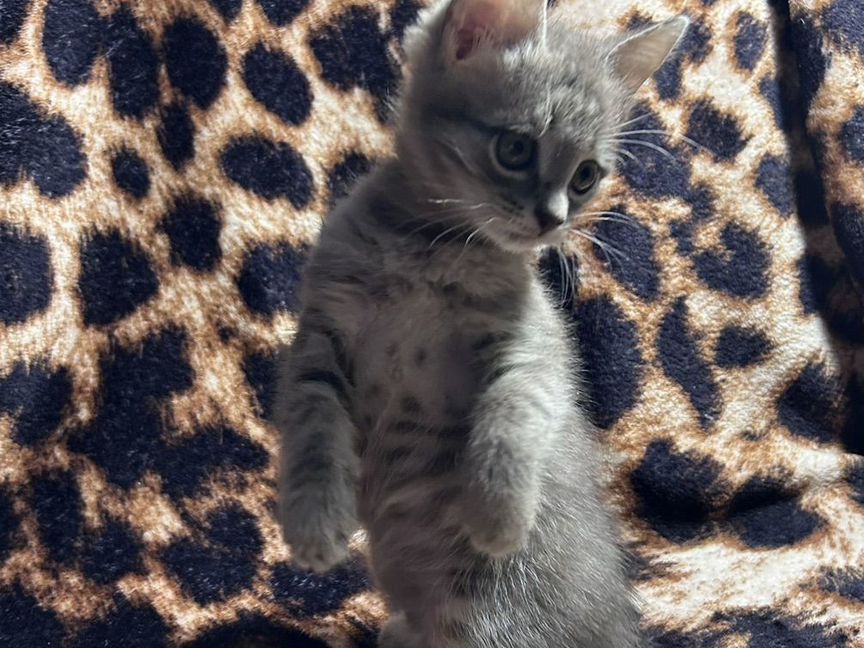 Котенок на удачу