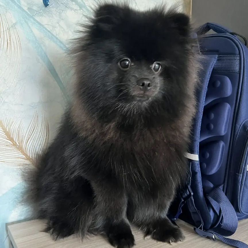 Померанский шпиц, щенок