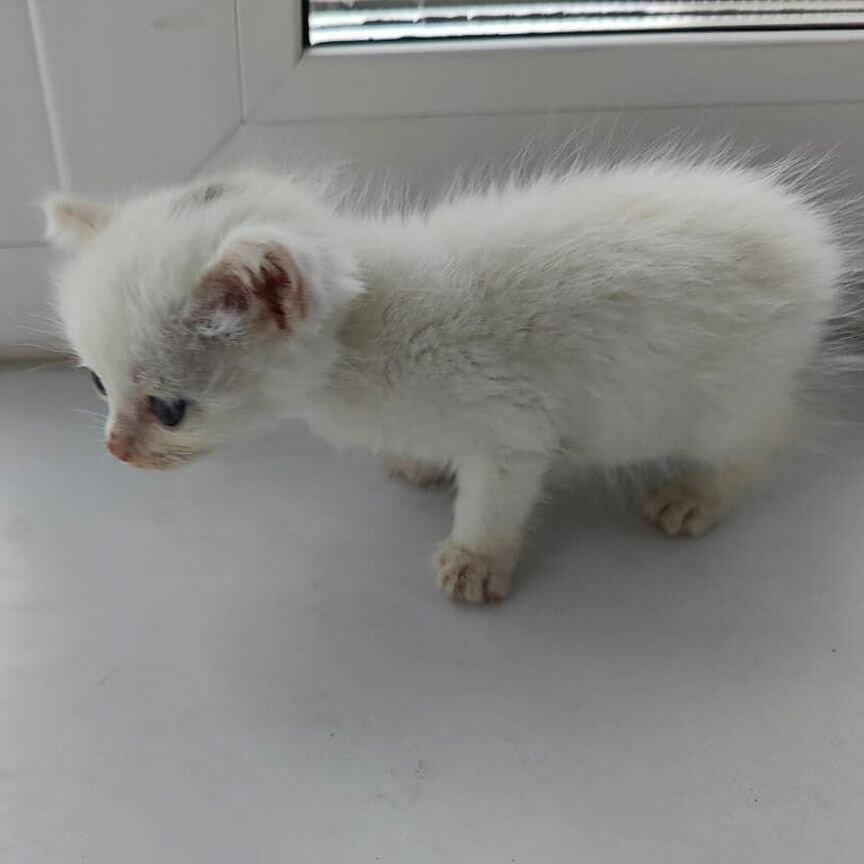 Котятки в добрые руки
