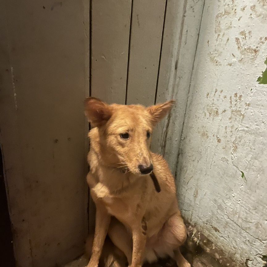 Собака в добрые руки