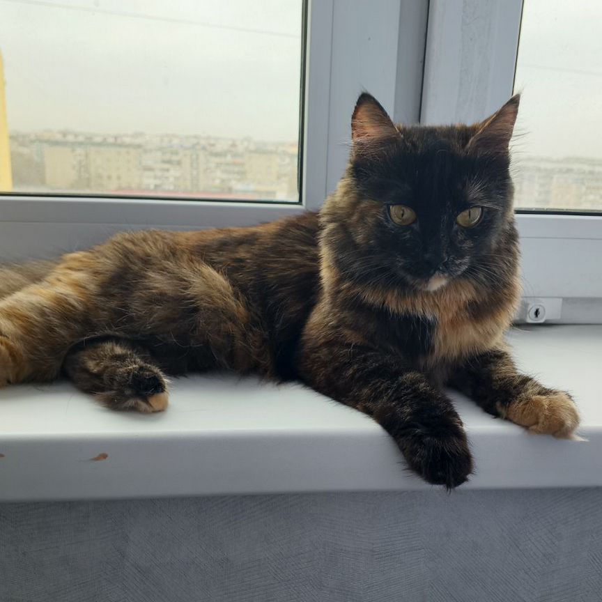 Взрослая, кошка в добрые руки