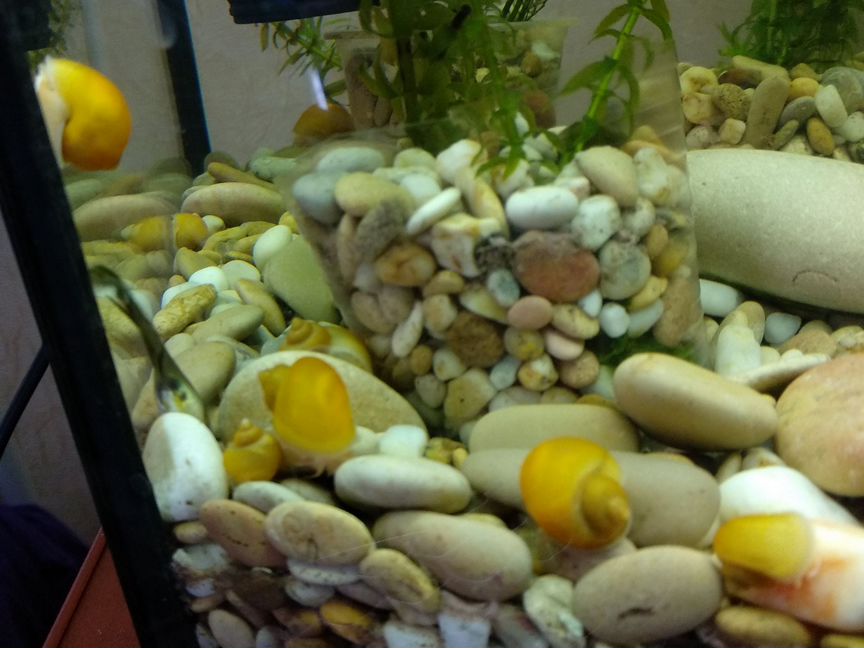 Улиточки ампулярии