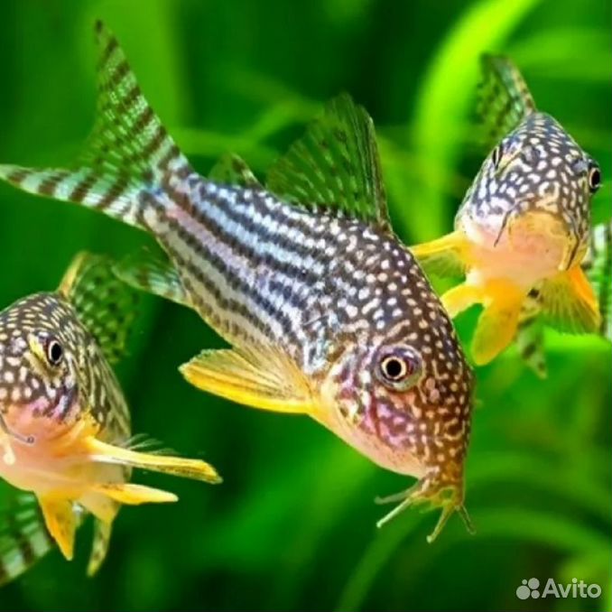 Коридорасы штерба Аквариумные рыбки в ассортименте