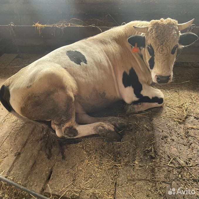 Быки на мясо