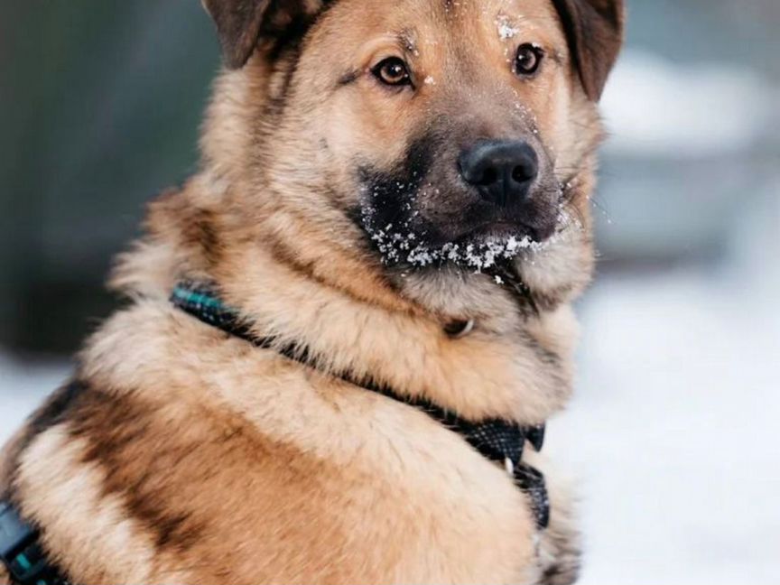 Собака в добрые руки