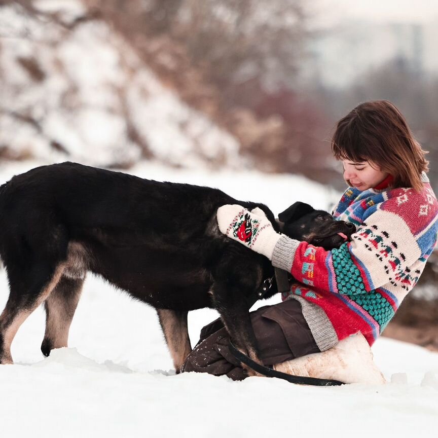 Славный пёся Ким мечтает о доме