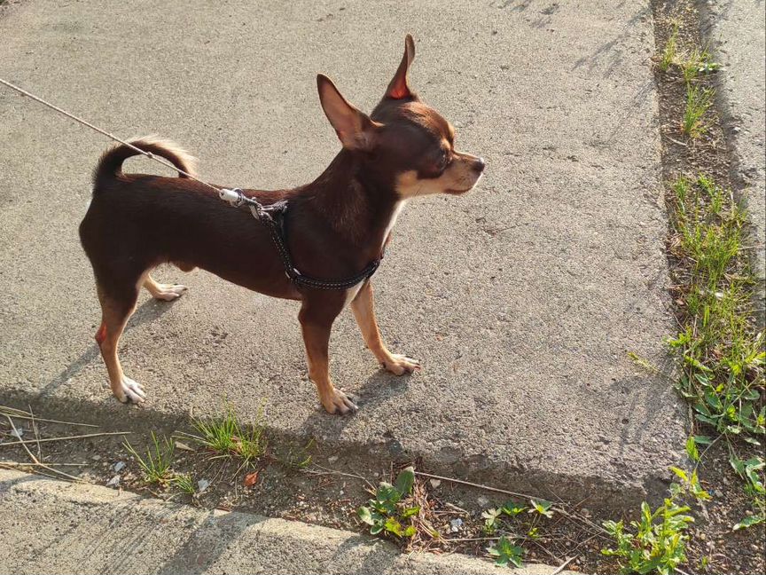 Мини той-терьер вязка