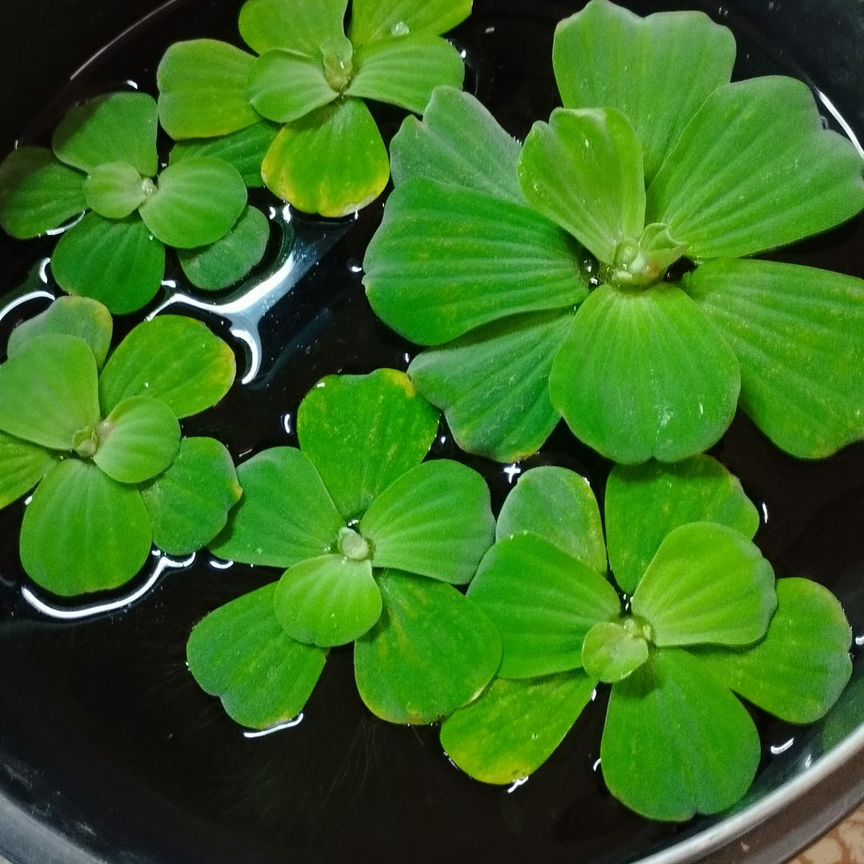 Аквариумные рыбки цихлиды в москве