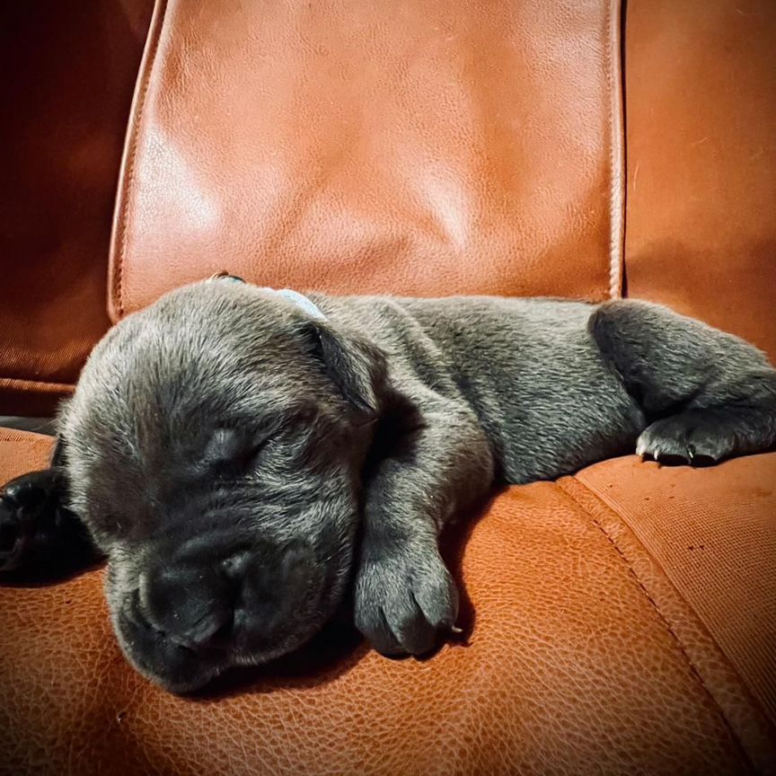 Кане-корсо, щенок