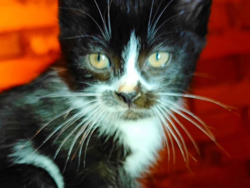 Котенок Котёночек котенка