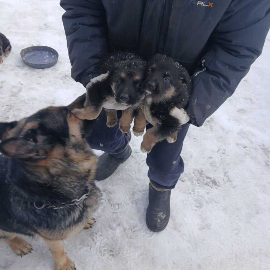 Щенки немецкой овчарки