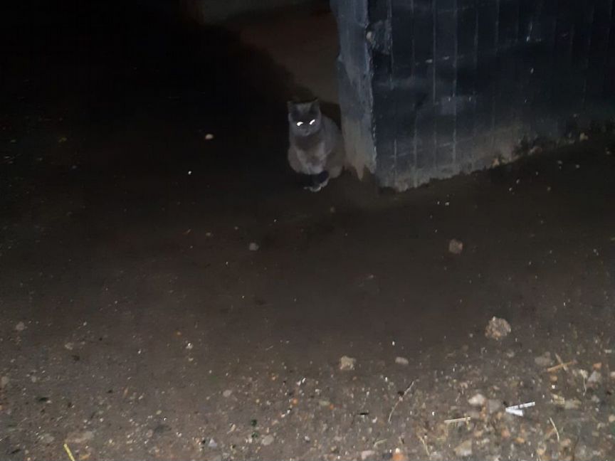 Кот со сломанной лапой