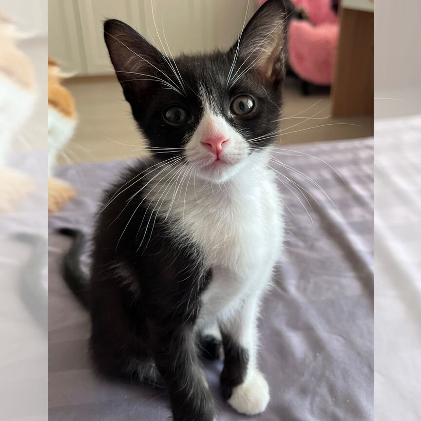 Котёнок в добрые руки