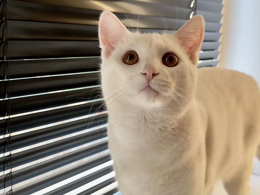 Кот Као Мани в добрые руки