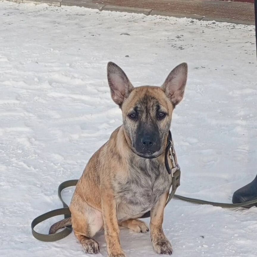 Собака в добрые руки