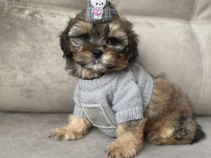 Собака шипу малыш 2 мес