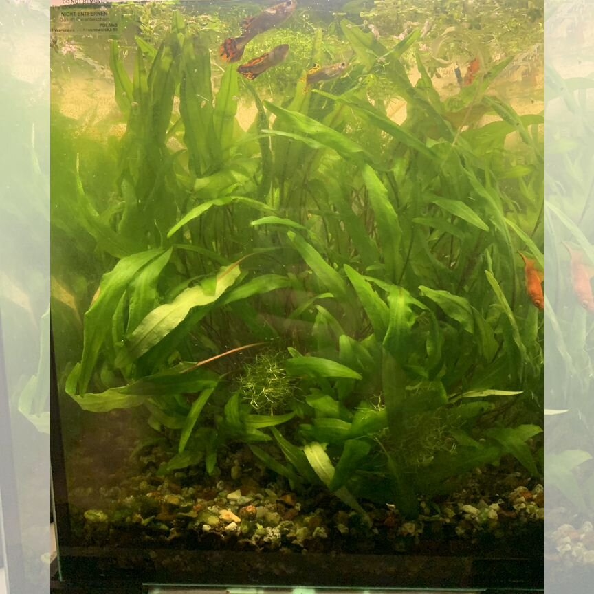 Крипто Карина водоросли для аквариума