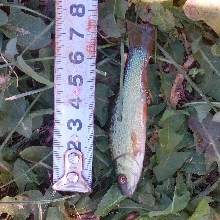 Мальки линя