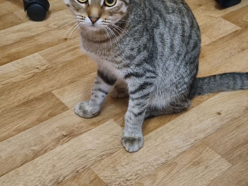 Кошка