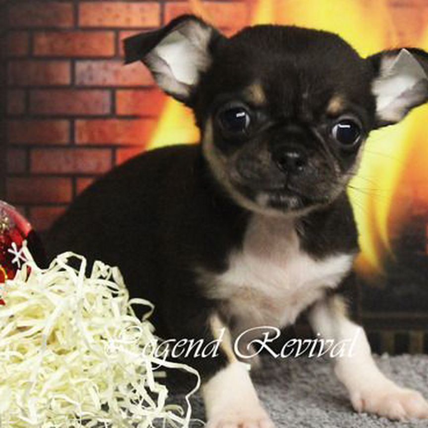 Чихуахуа, щенок