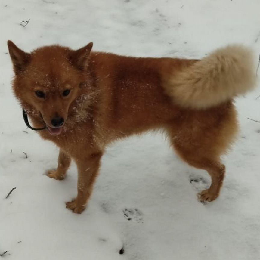 Лайка, взрослый пёс