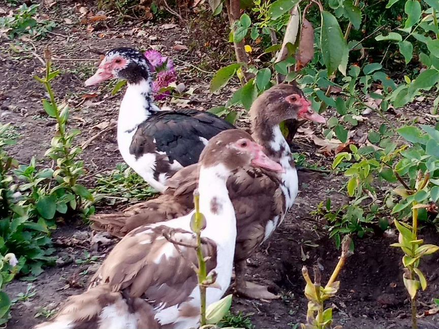 Мускусные утки