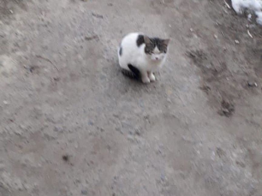 Котёнок подросток в стрессе не кушает