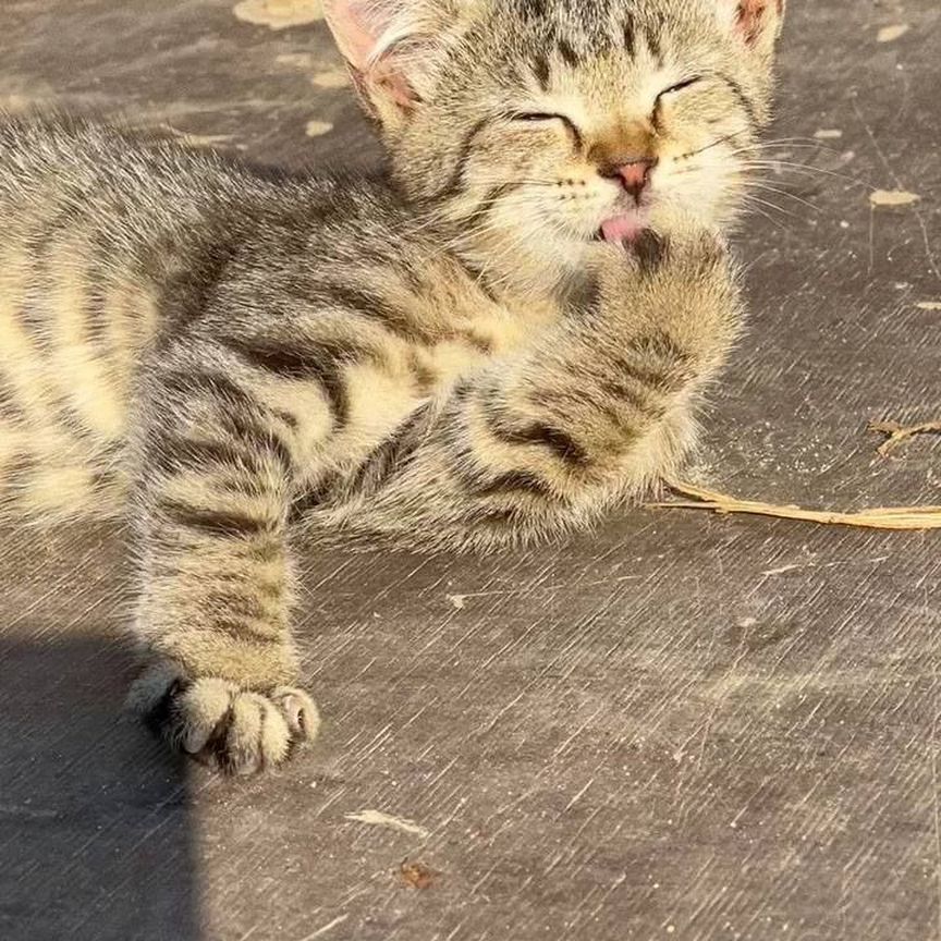 Котята в добрые руки