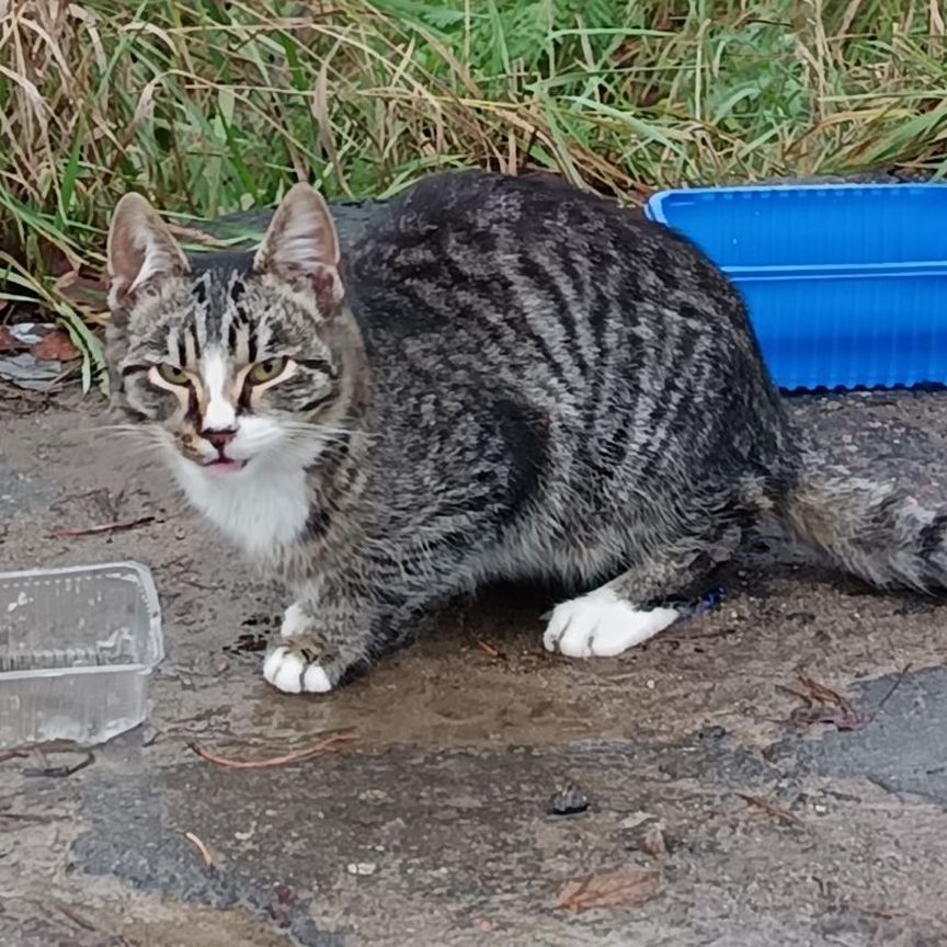 2 котёнка замерзают на дачах