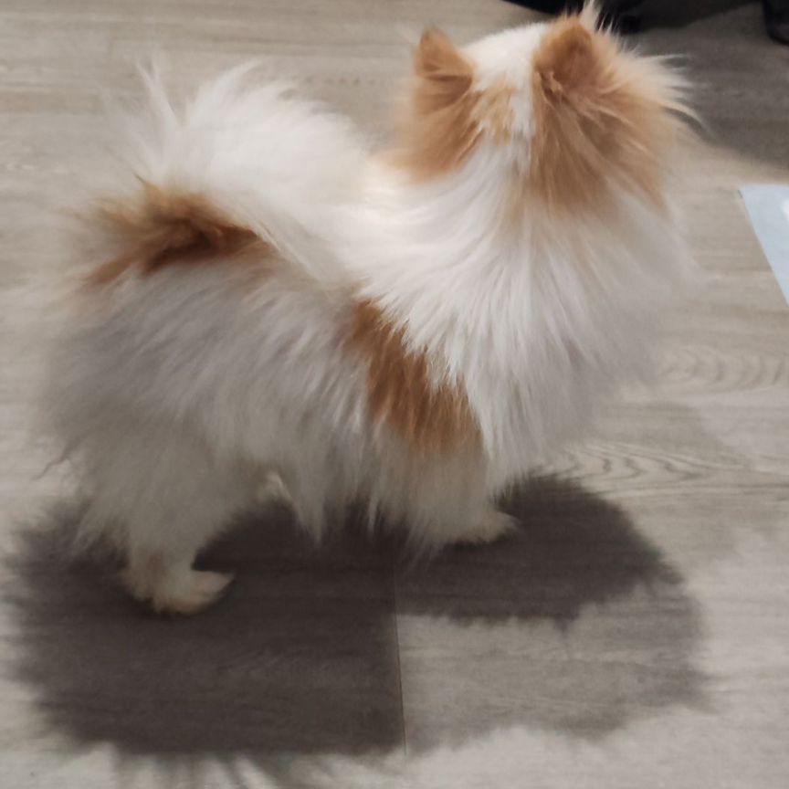 Померанский шпиц, взрослая собака