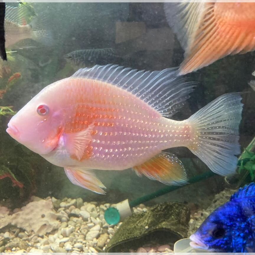 Продается молодая самка акарихтис хеккеля альбино