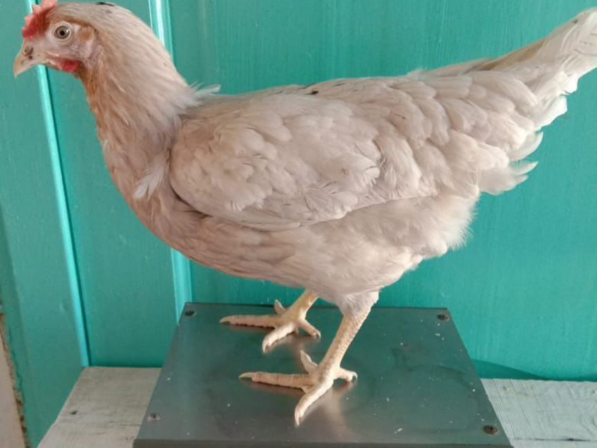 Курочки Коралл Ник